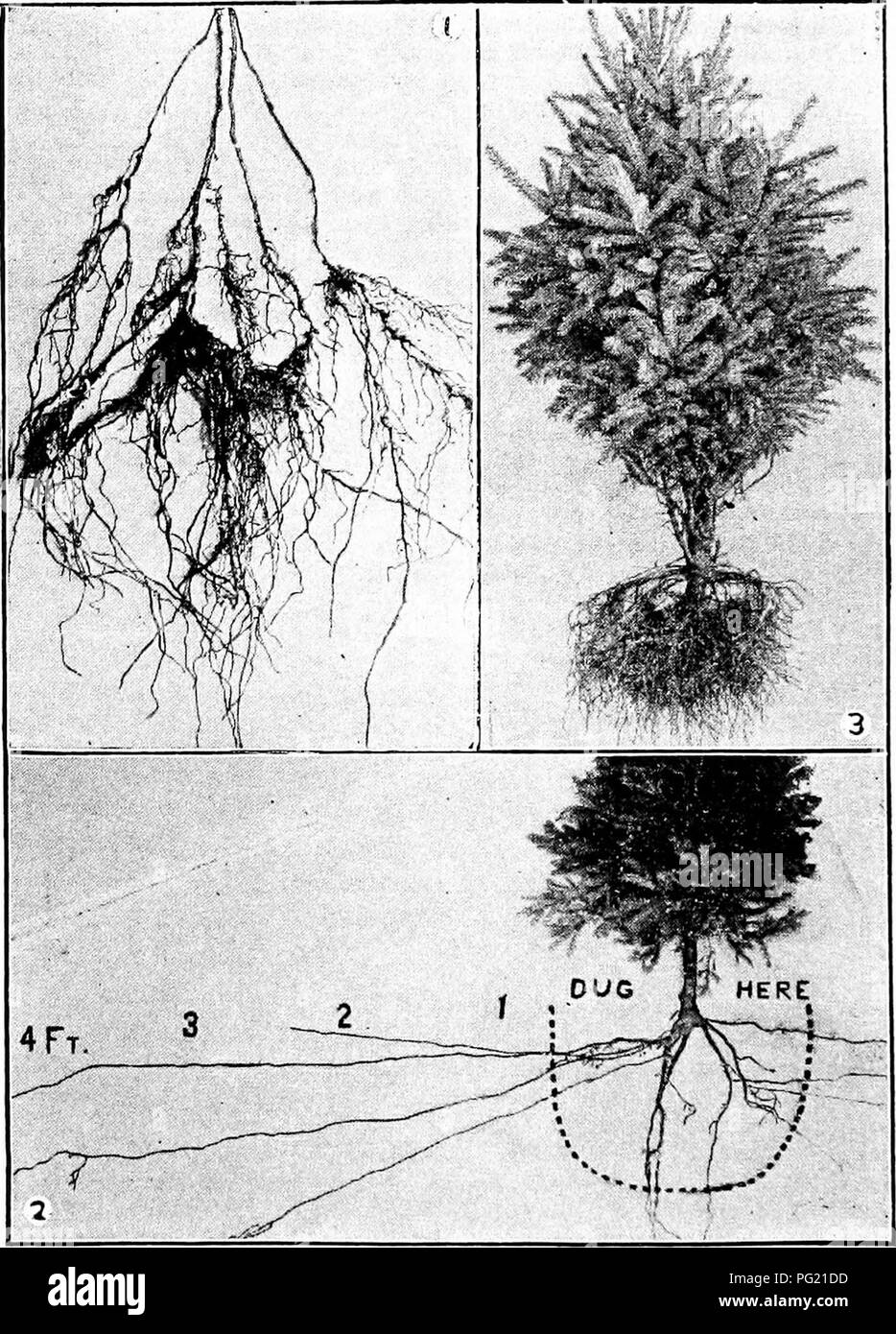 This guide on plant propagation covers essential nursery practices ...