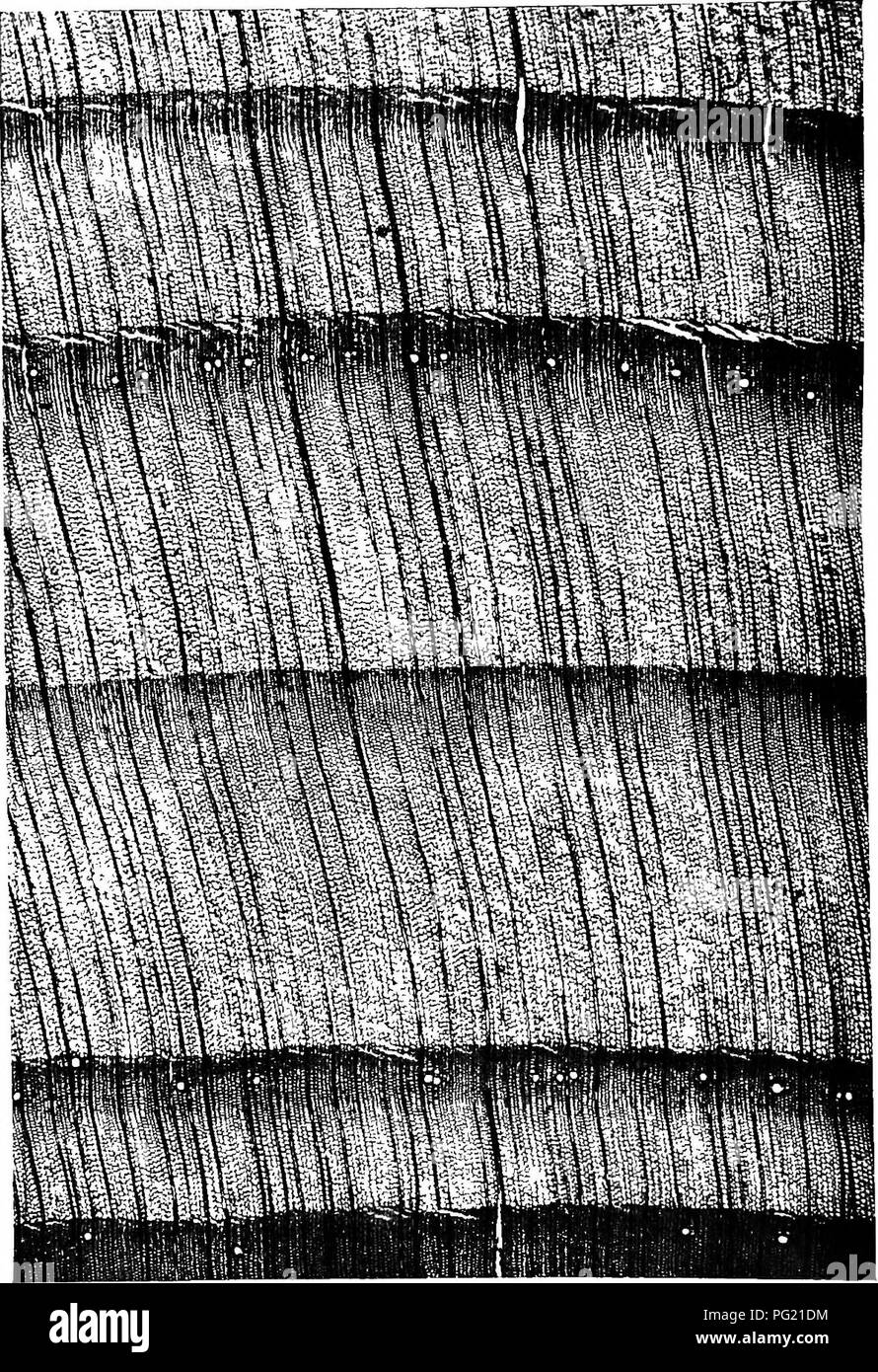Cross section of douglas fir Black and White Stock Photos & Images - Alamy