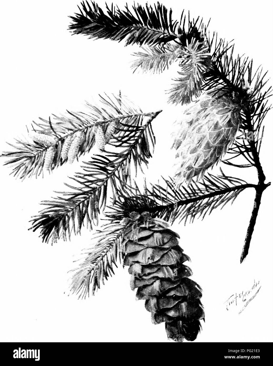 This illustration shows the cones and leaves of the Douglas Fir, an ...