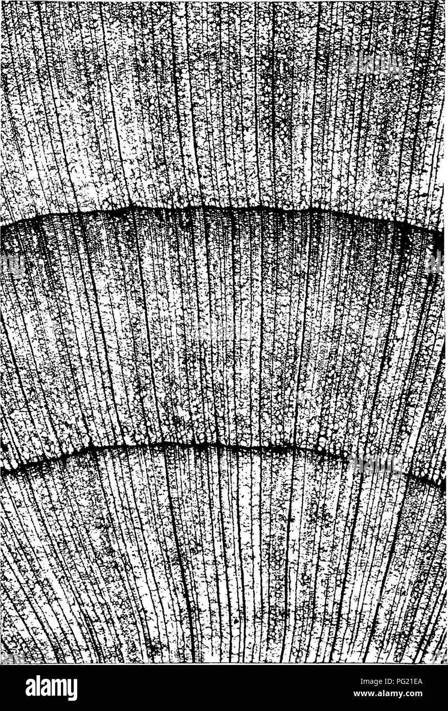 This illustration shows a transverse section of Linden wood, magnified ...