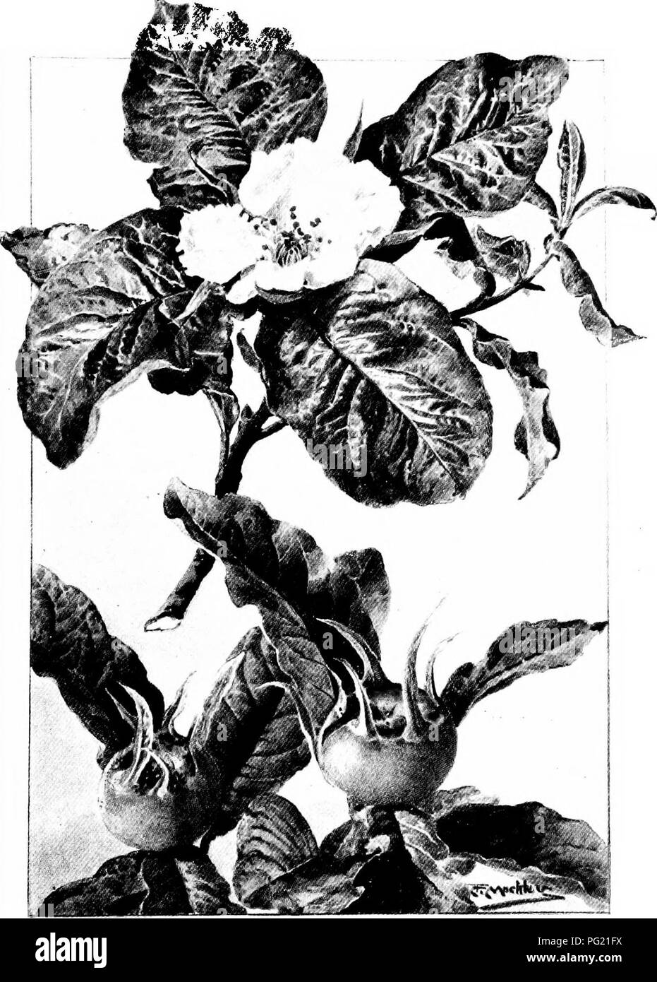 This reference work details various tree species, focusing on their ...