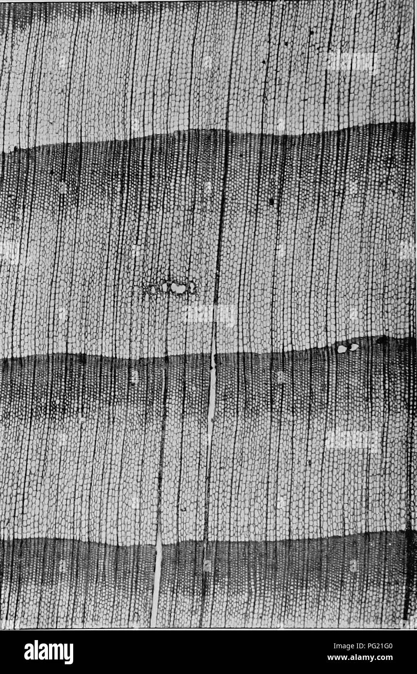 This section describes the transverse section of Larch wood, viewed ...