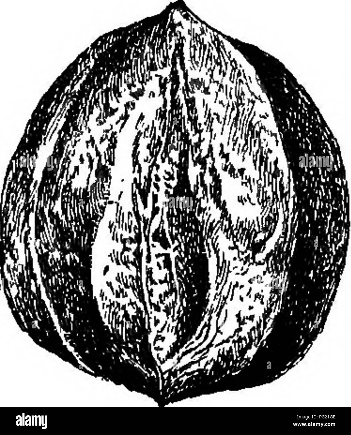 Mixed nuts in shell Black and White Stock Photos & Images - Alamy