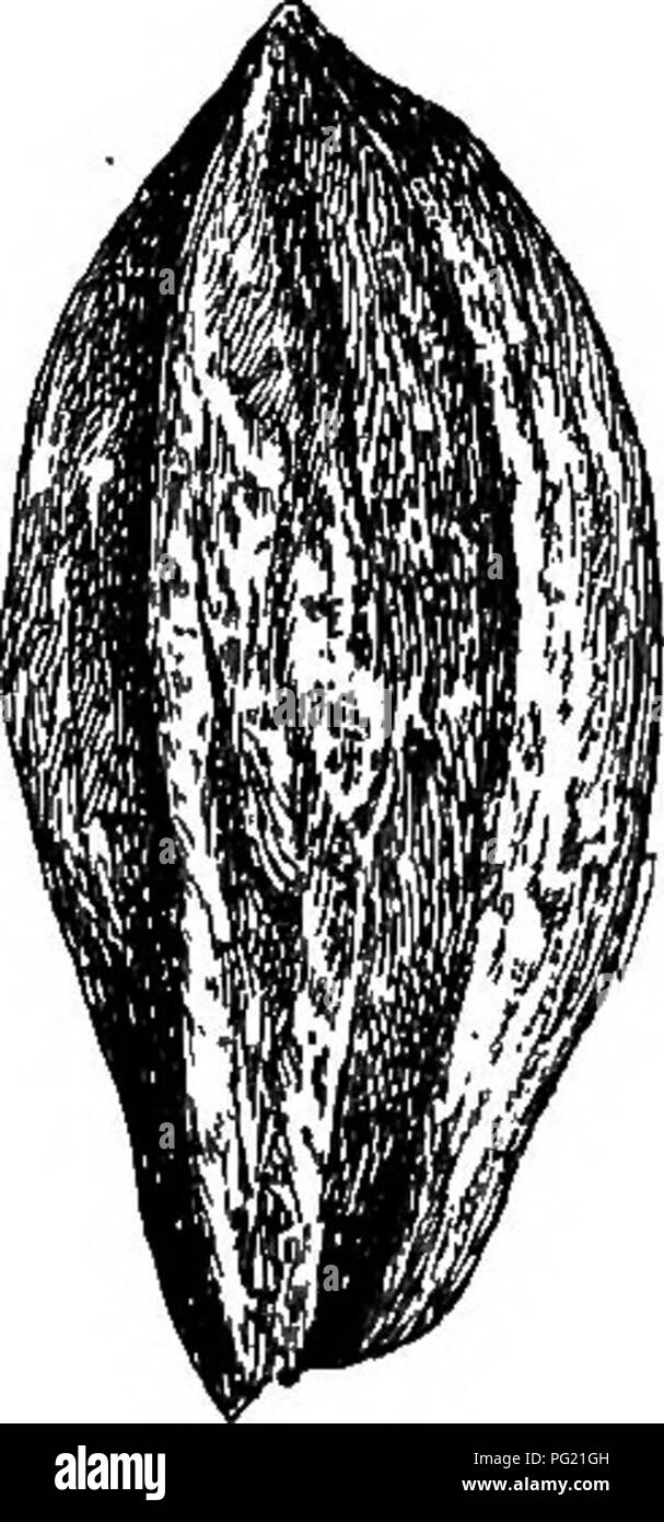 Mixed nuts in shell Black and White Stock Photos & Images - Alamy