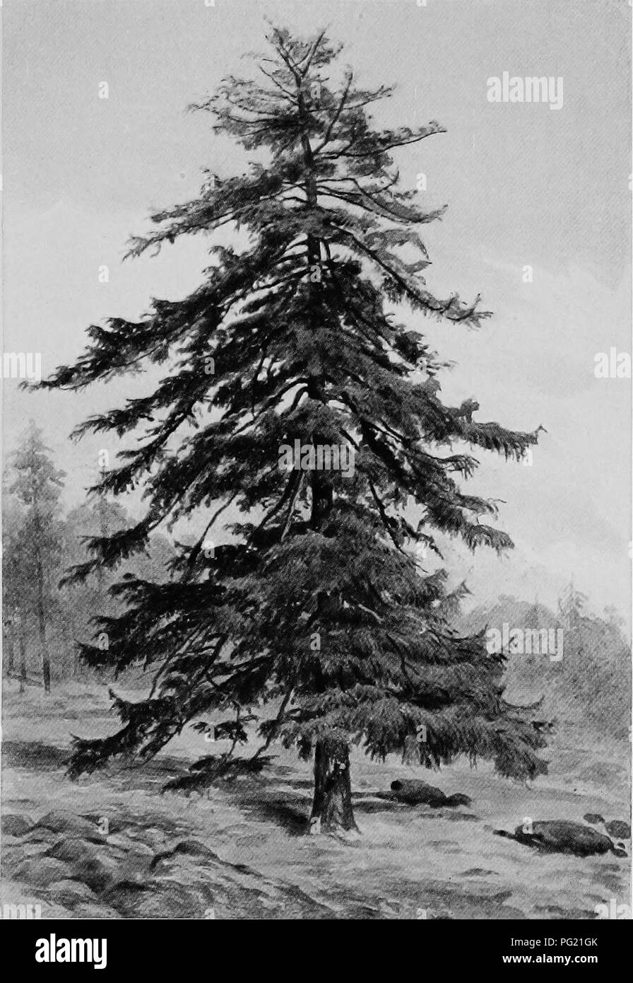 This botanical guide by George Simonds Boulger focuses on the Larch ...