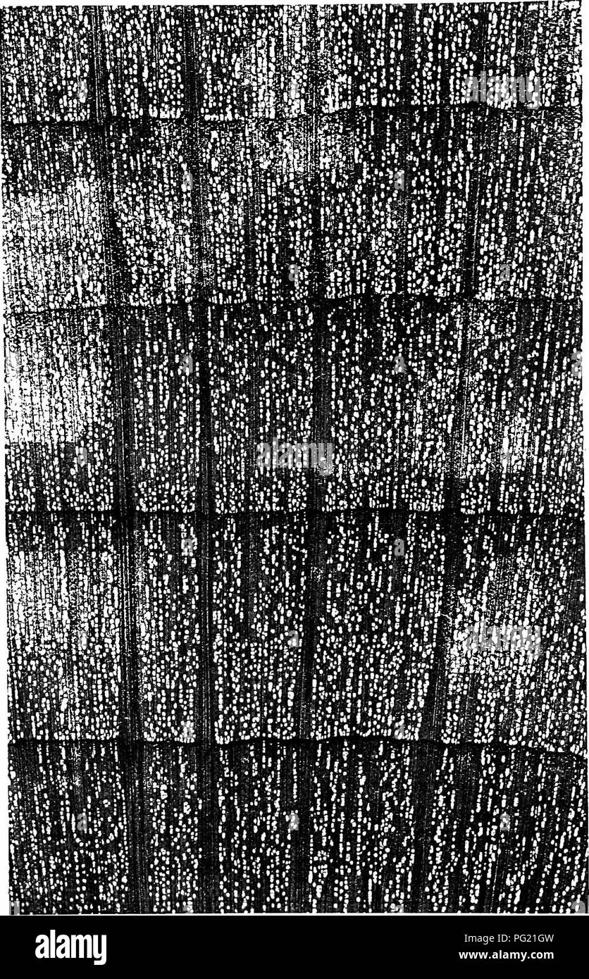 This work features a detailed transverse section of hazel wood ...