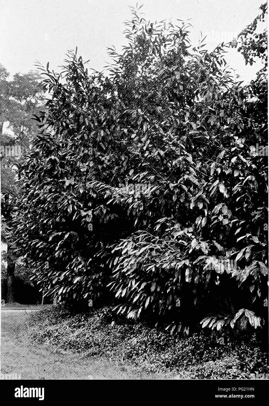 English laurel tree Black and White Stock Photos & Images - Alamy