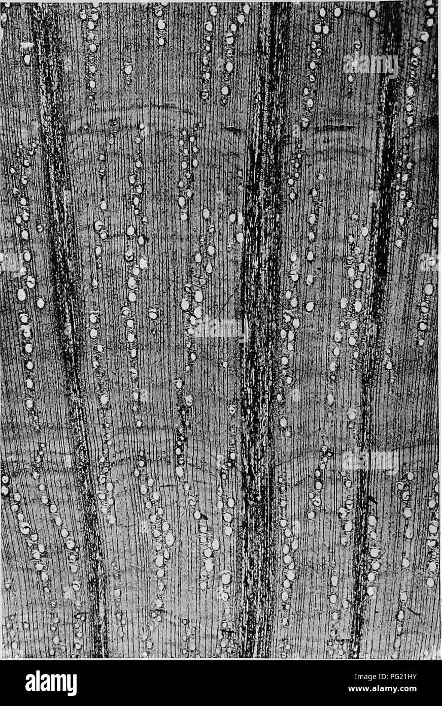 This text presents a detailed analysis of the Holm Oak tree, including ...
