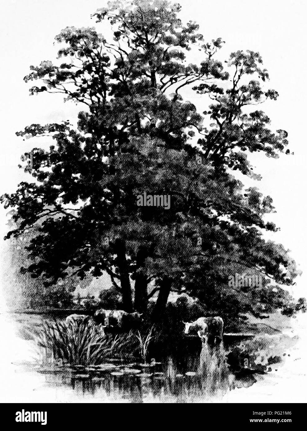 A guide to common tree species, with a focus on their identification ...