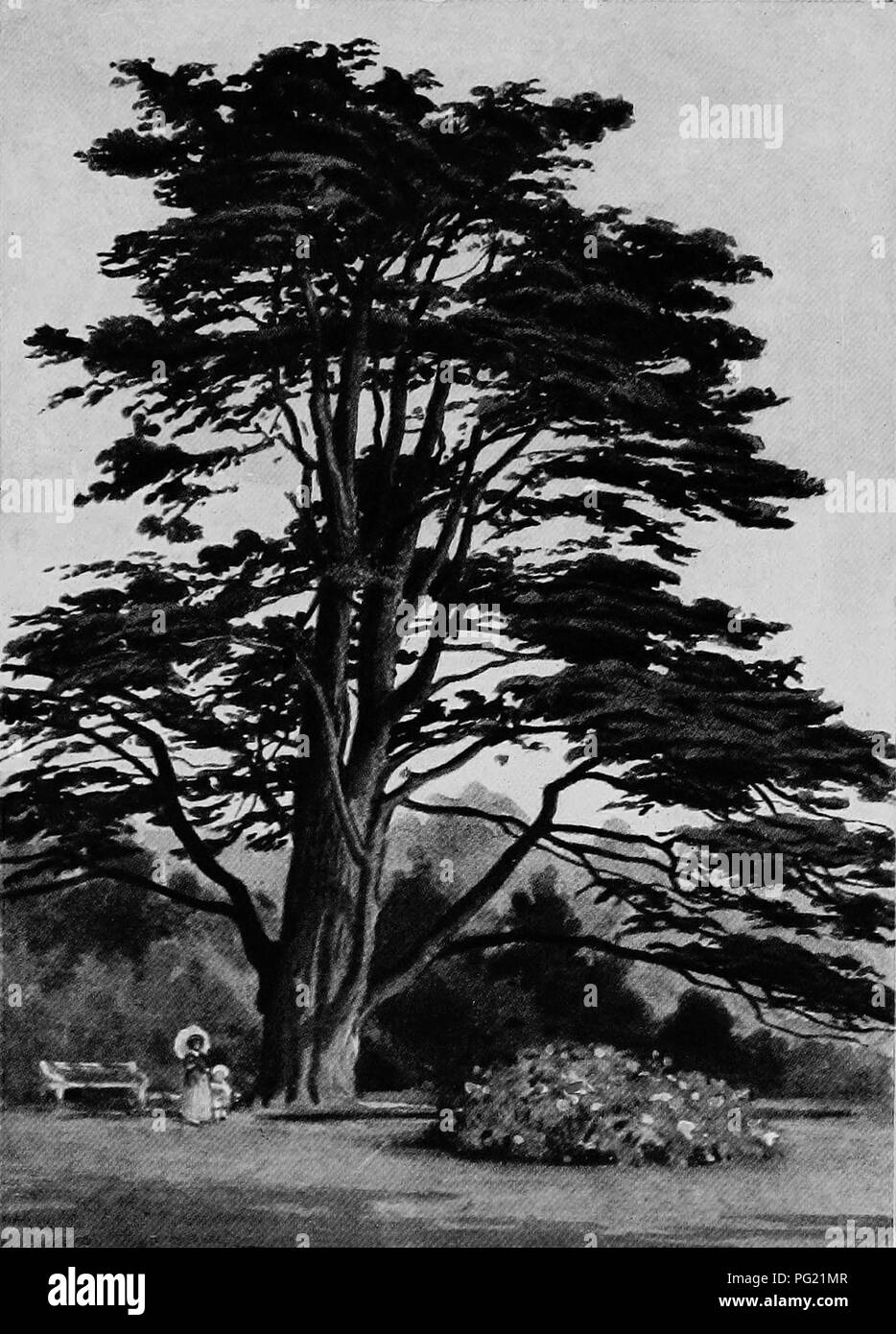 This entry provides a detailed description of the Cedar of Lebanon, a ...