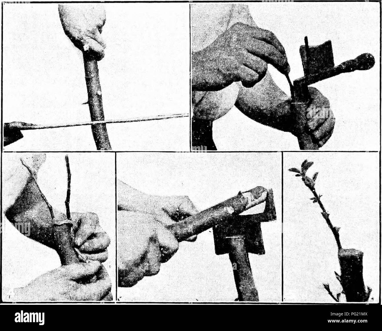 This guide on plant propagation discusses methods like grafting and ...