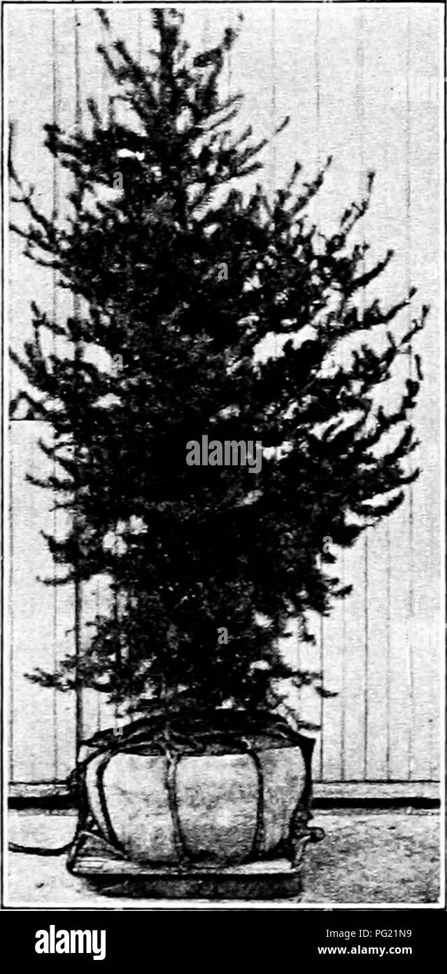 This image shows a comparison of two-year-old spy-budded trees, with ...