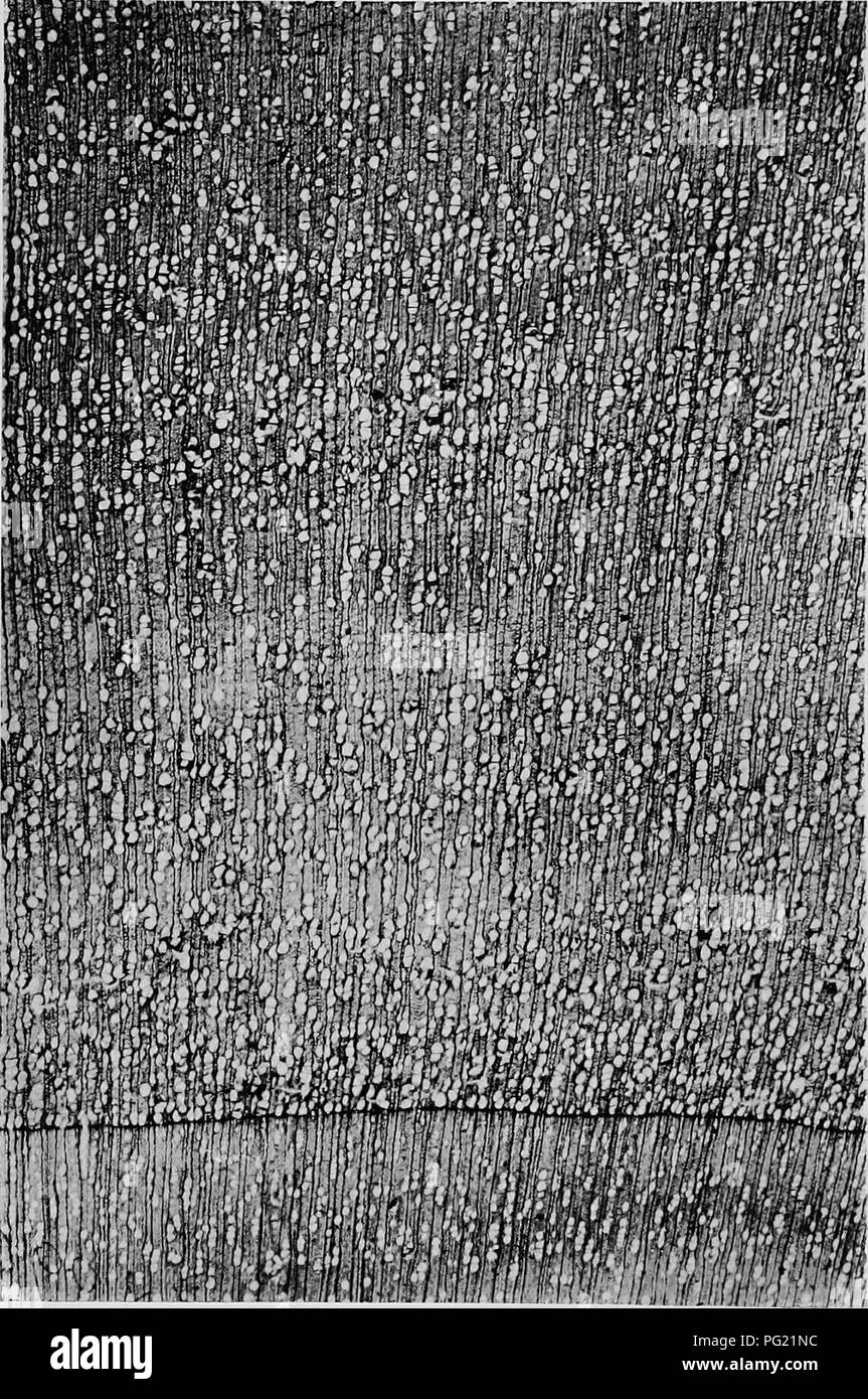 This work offers detailed information on various tree species ...