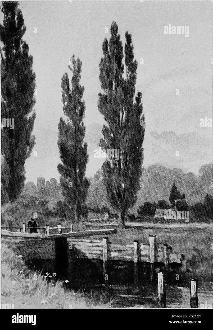 The Lombardy Poplar (Populus nigra 'Italica') is a fast-growing, narrow ...