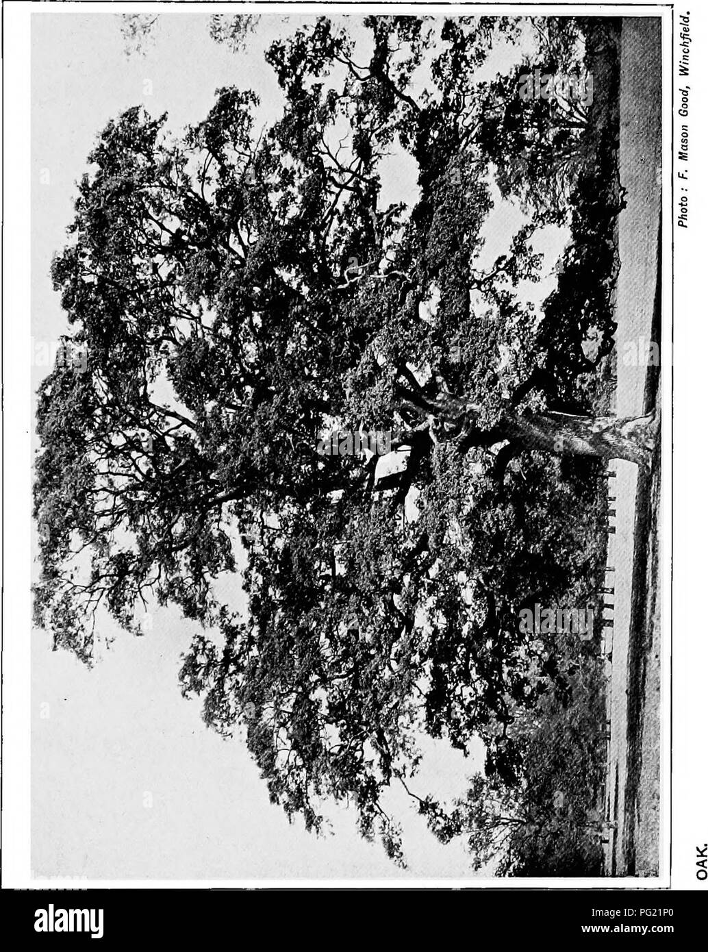 This work introduces various tree species, focusing on their ...