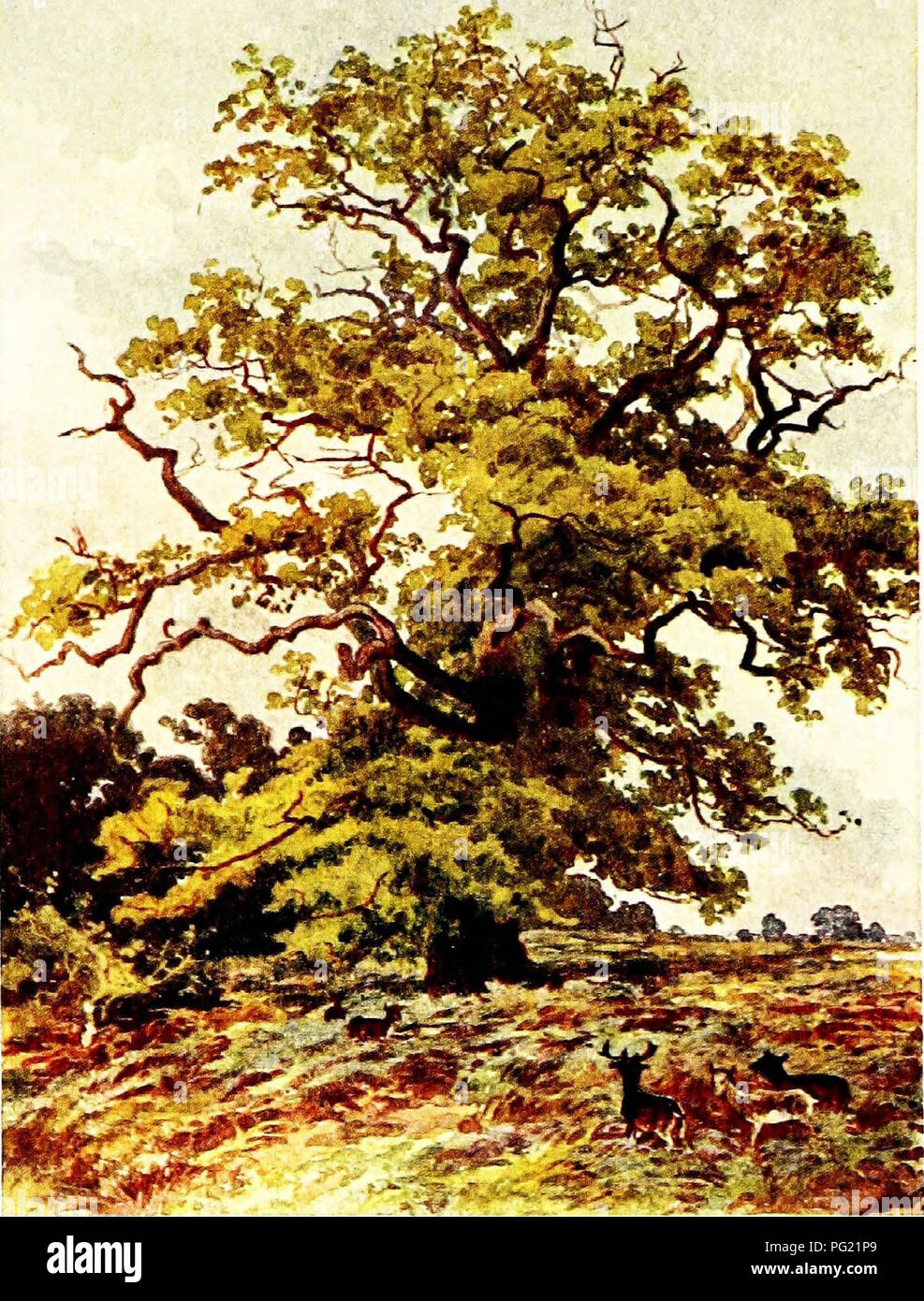 This illustrated work provides an overview of familiar tree species ...
