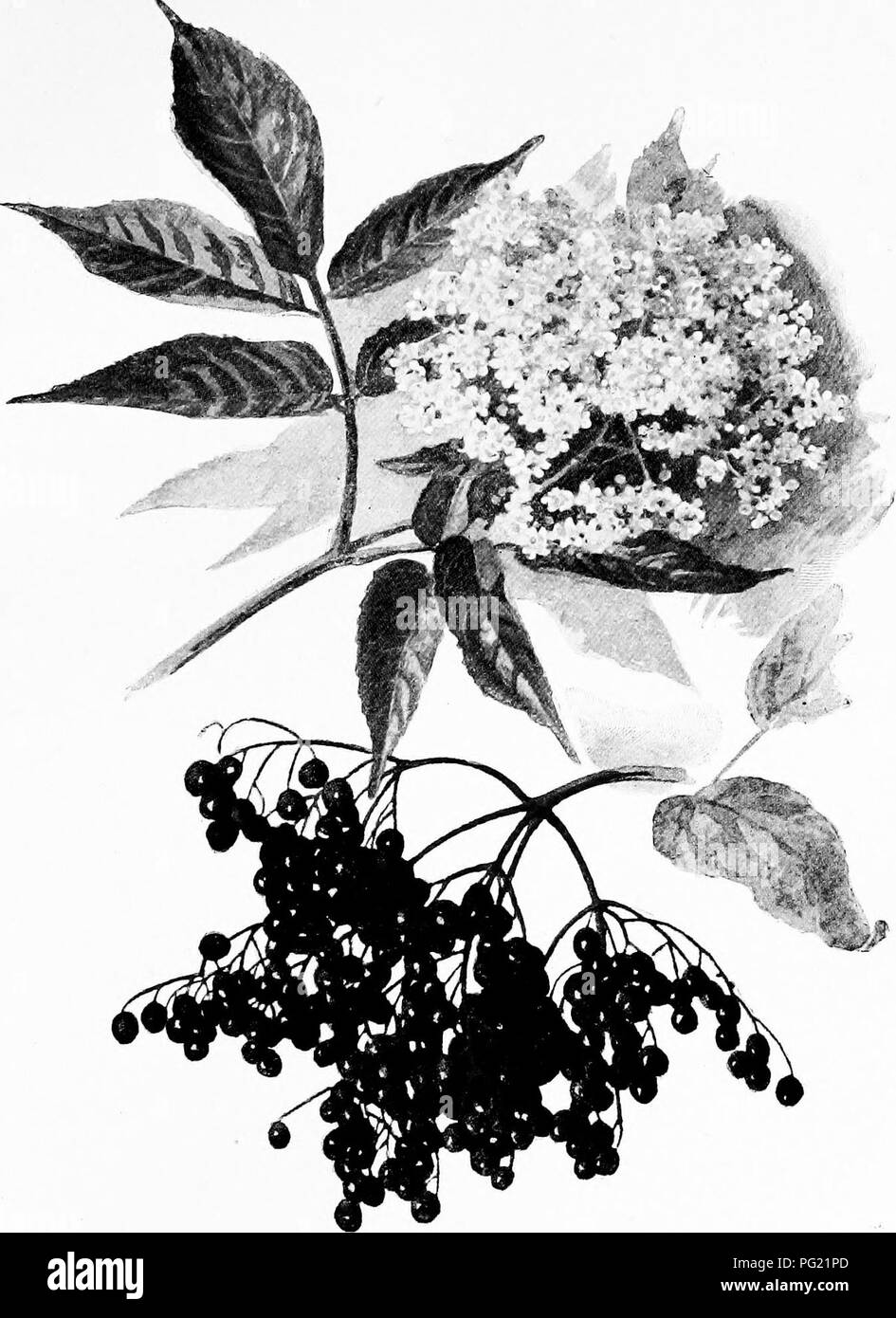 Common elder tree Black and White Stock Photos & Images - Alamy