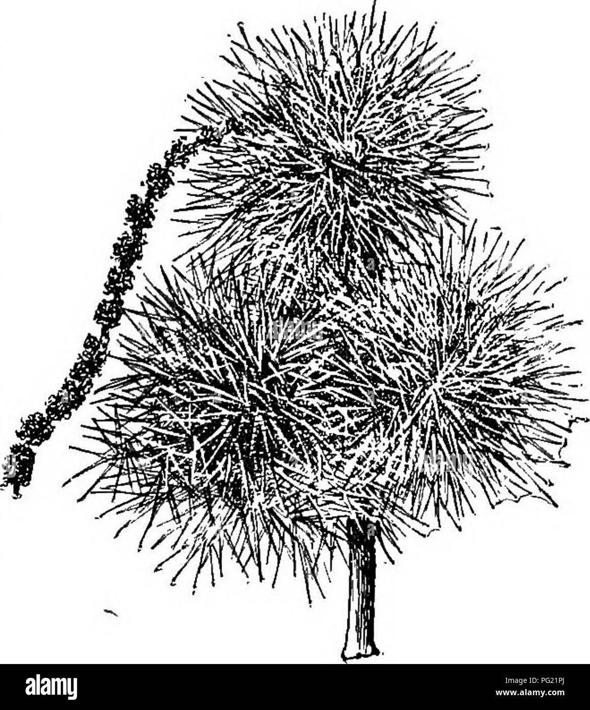 Chinquapin tree hi-res stock photography and images - Alamy