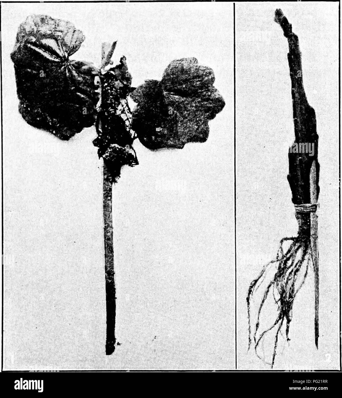 Adventitious buds hi-res stock photography and images - Alamy