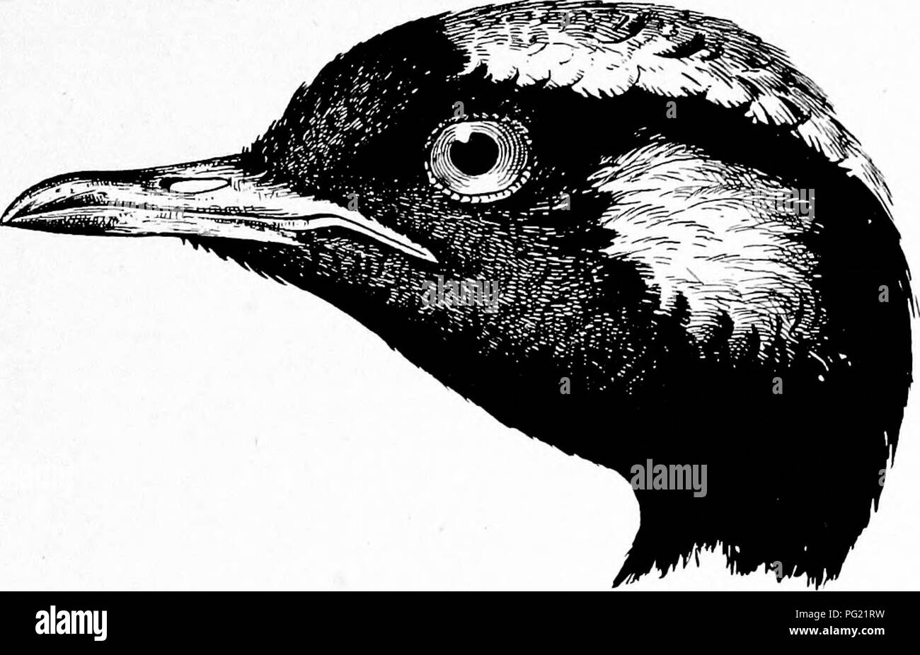 Carpal edge hi-res stock photography and images - Alamy