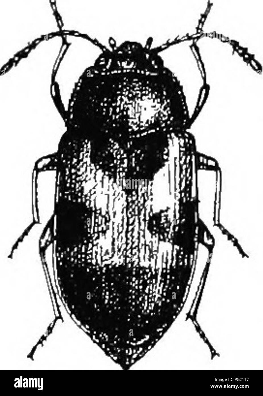 This illustrated catalog features descriptions and illustrations of ...