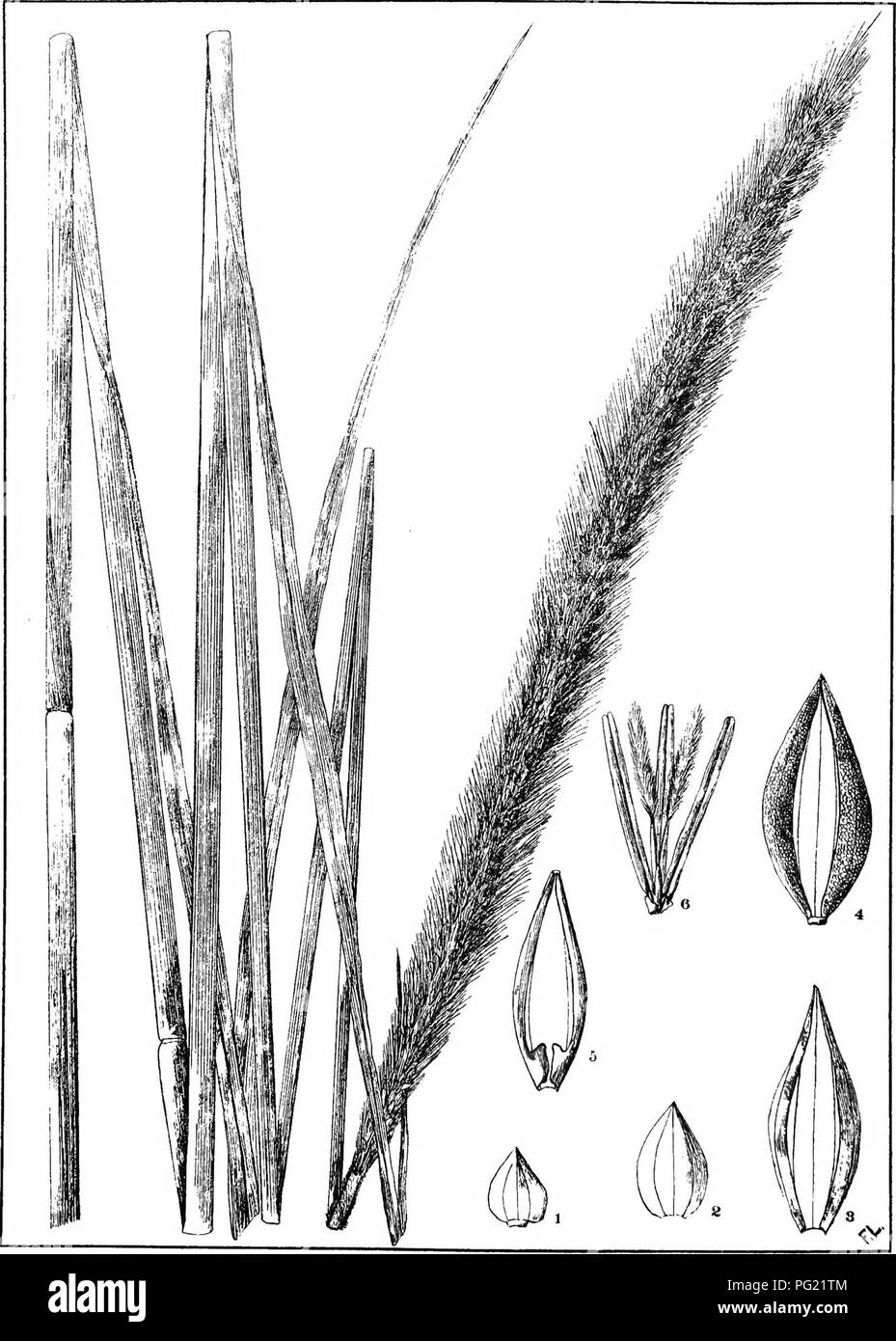 Setaria rigida hi-res stock photography and images - Alamy