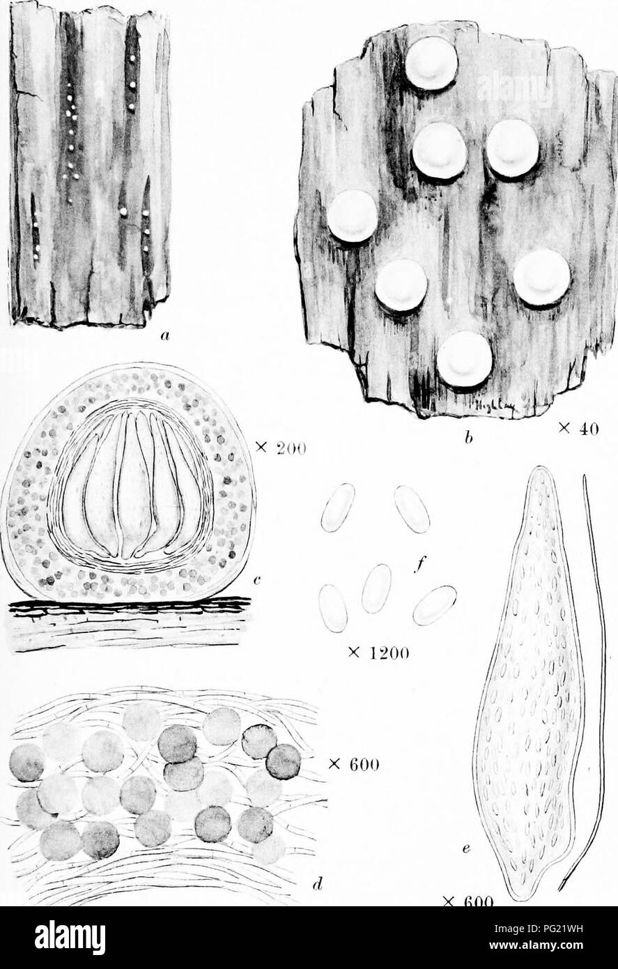 This monograph details British lichen species, showcasing *THBLOGABPON ...