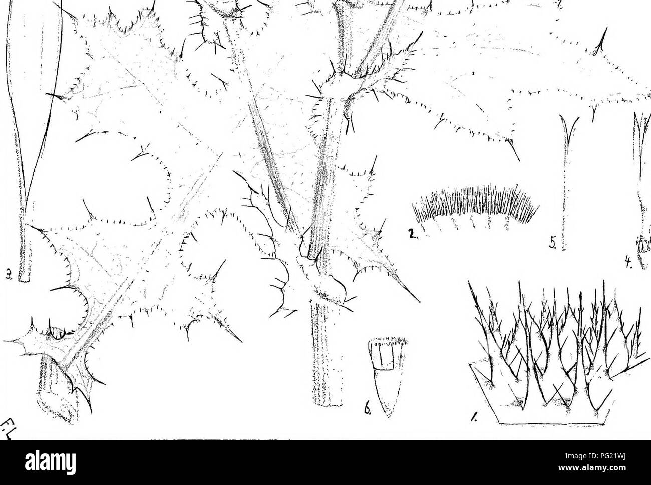 This book presents descriptions and illustrations of indigenous plants ...