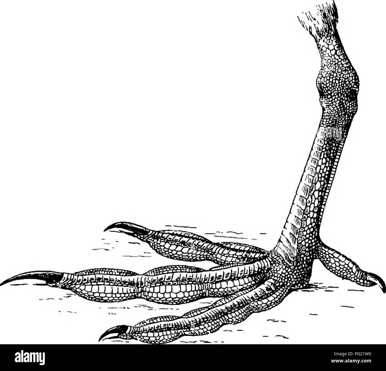 Thirteen species Black and White Stock Photos & Images - Alamy