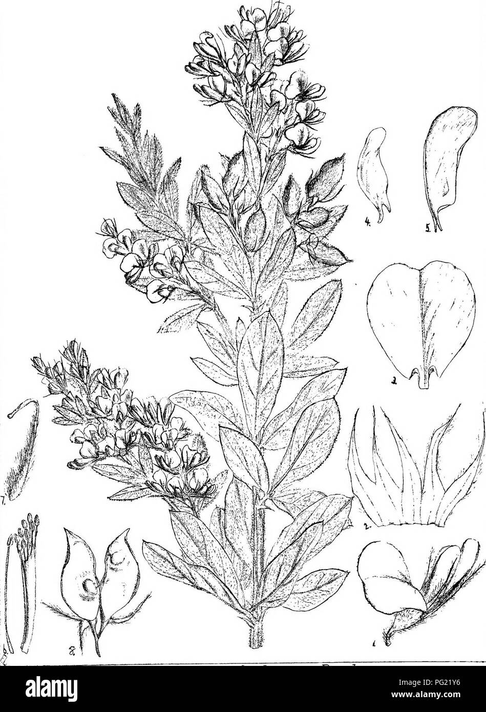 A study of the indigenous plants of Natal, South Africa, detailing ...