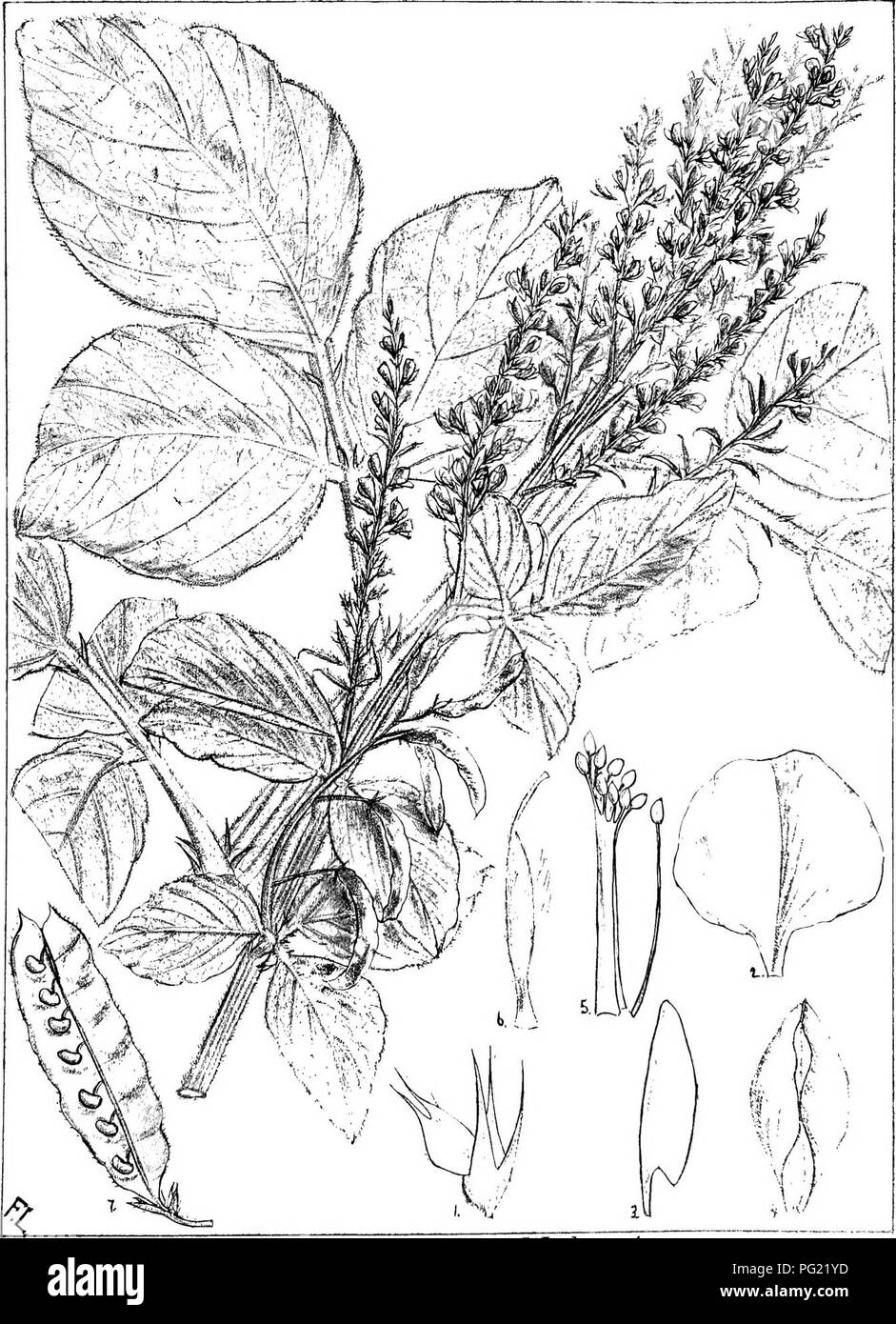 . Natal plants : Descriptions and figures of Natal indigenous plants ...