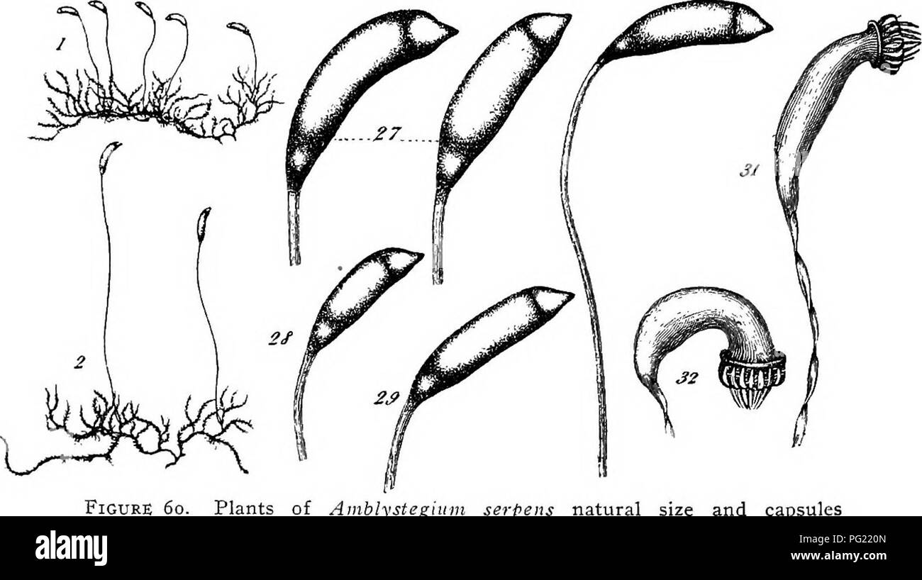 This guide offers a practical overview of common moss species in the ...