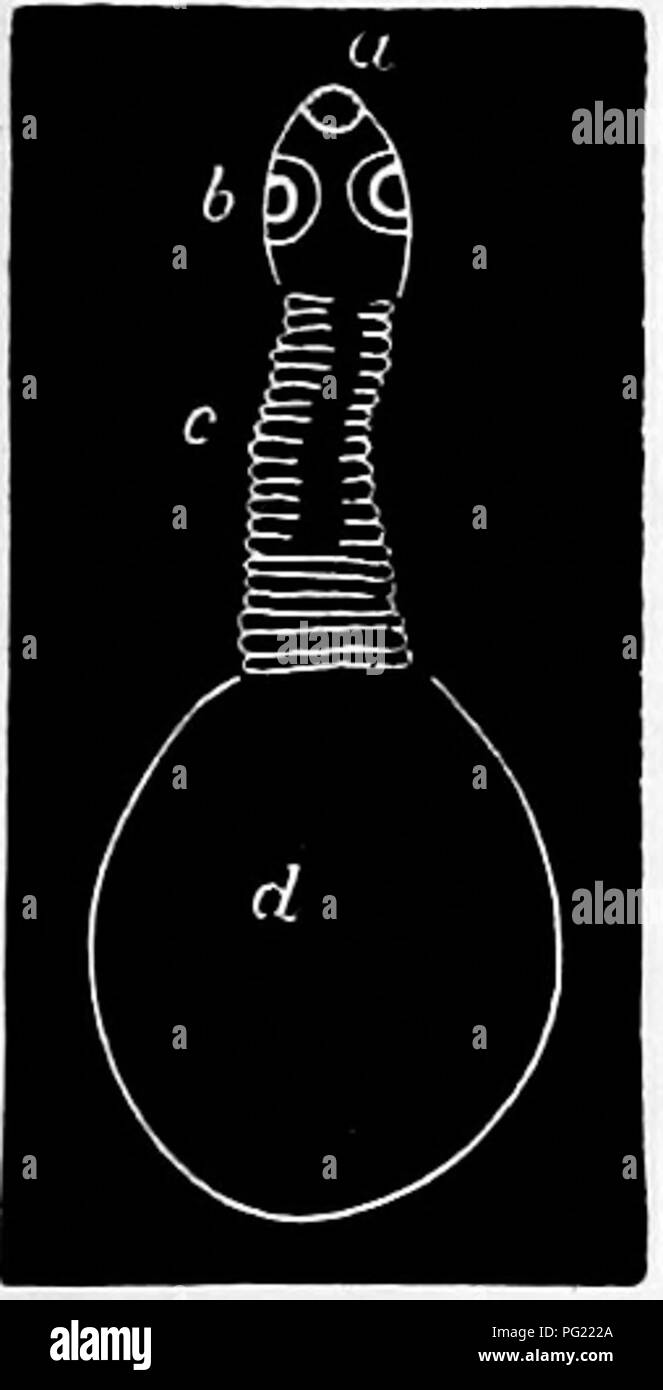 Proboscis worms hi-res stock photography and images - Alamy