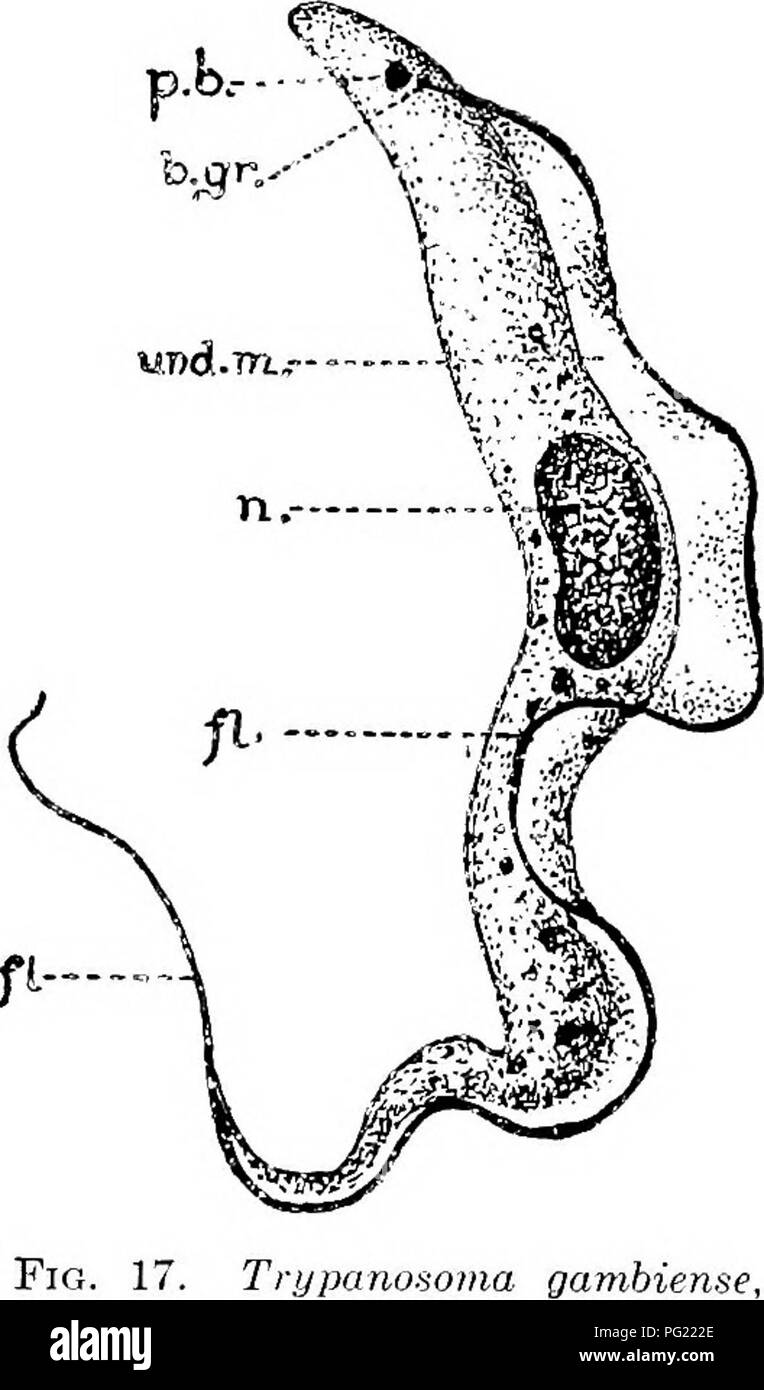 Trypanosomes hi-res stock photography and images - Alamy