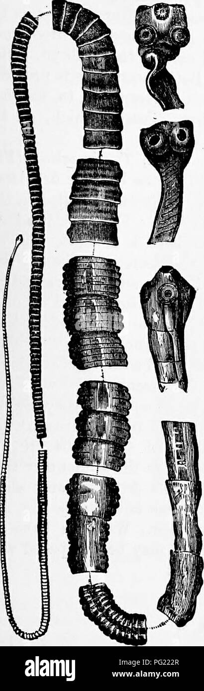 This text examines the development of tapeworms, focusing on the life ...