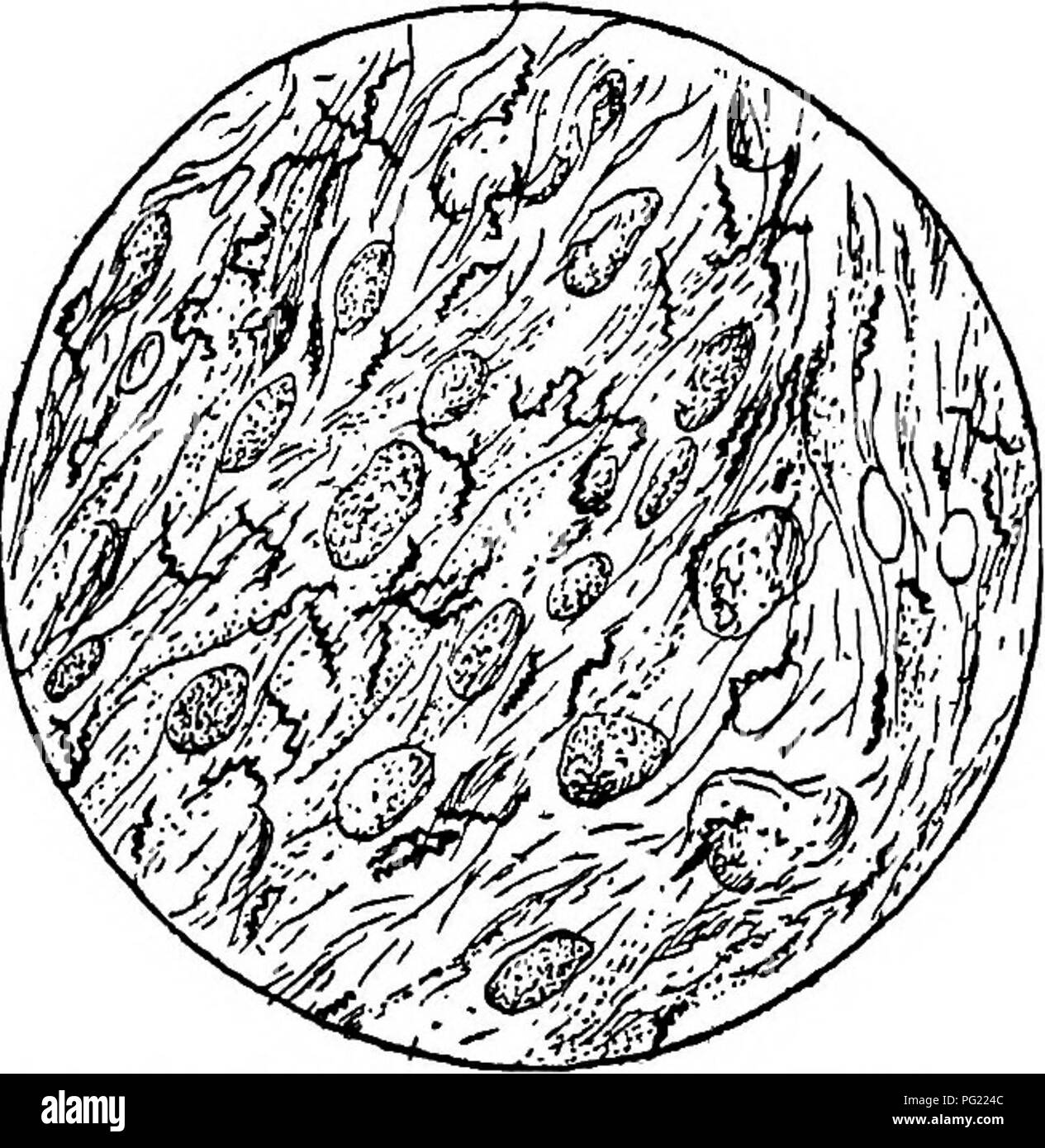 Syphilis spirochete hi-res stock photography and images - Alamy