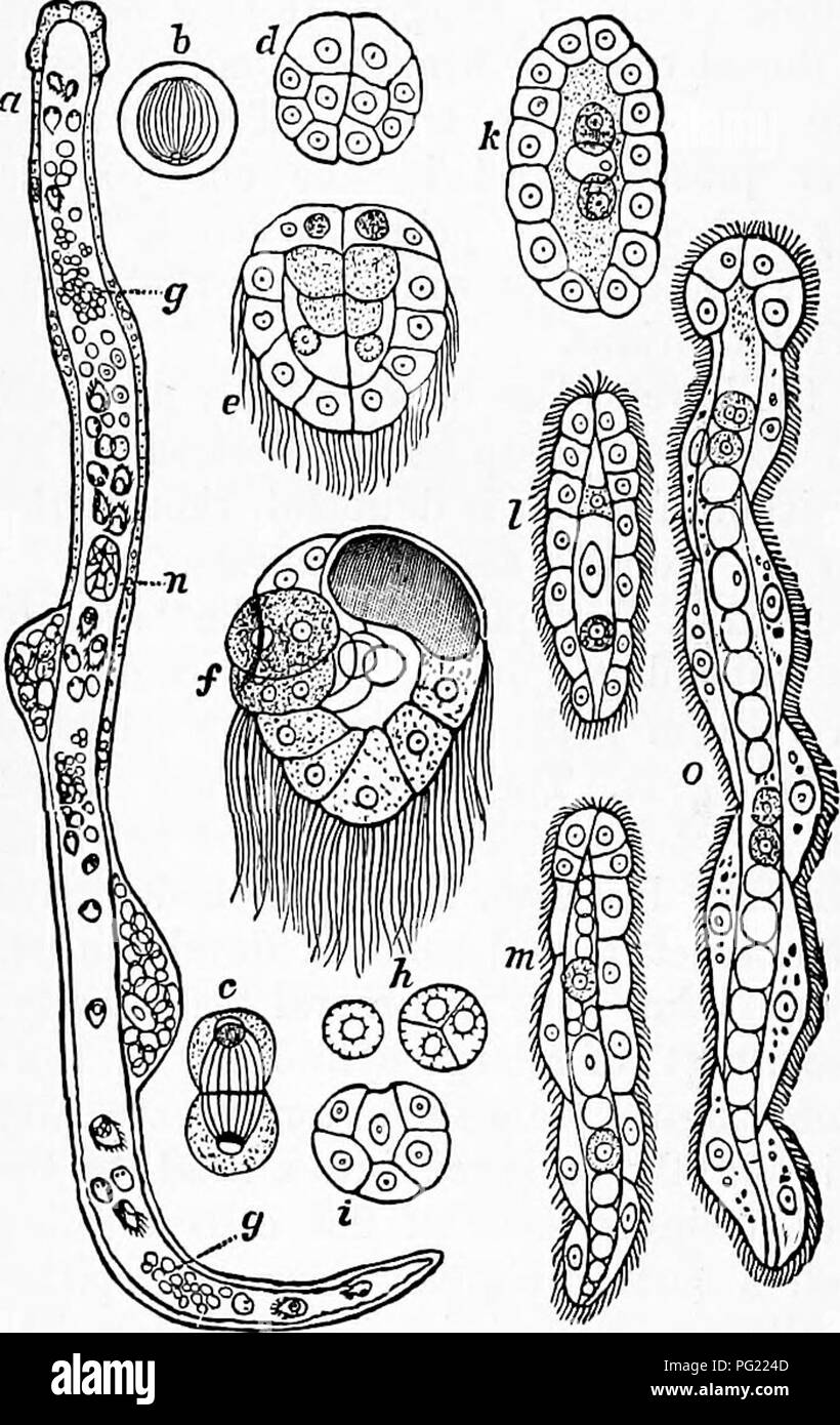 . Zoology : for students and general readers . Zoology. 140 ZOOLOGY ...
