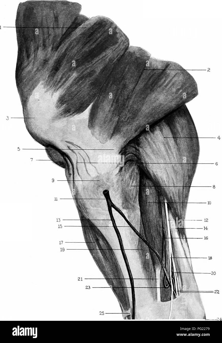 This anatomical study of the horse focuses on the detailed dissection ...