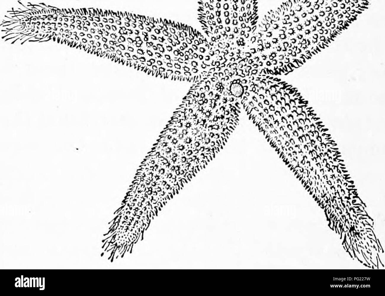 This introductory zoology text describes various marine organisms ...