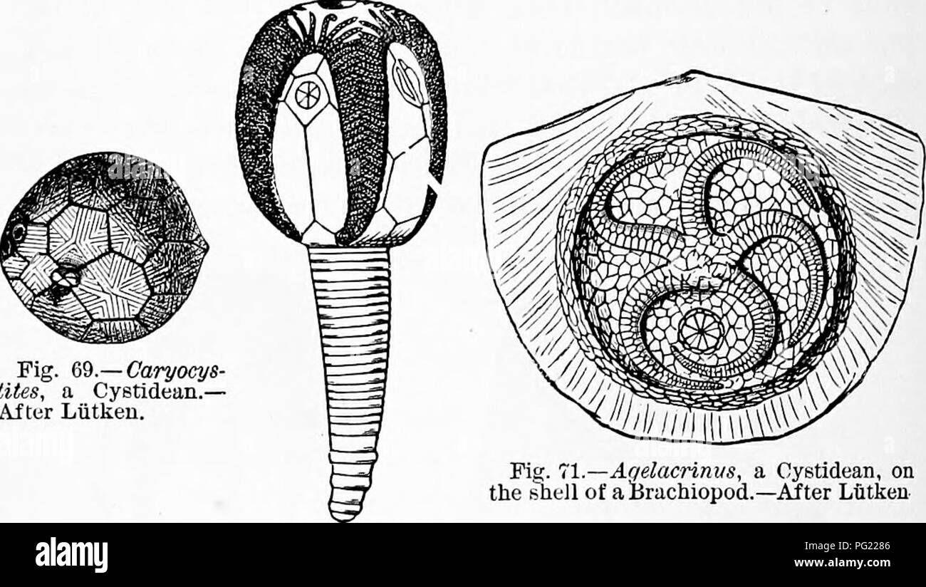 Pentremites species Black and White Stock Photos & Images - Alamy