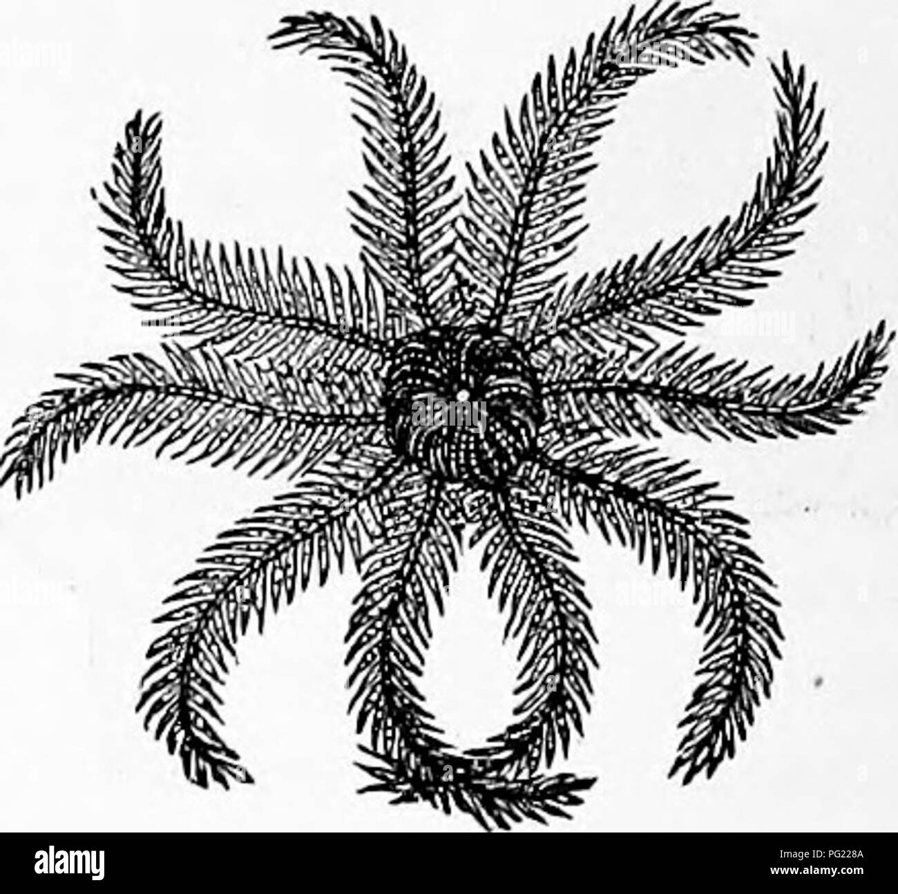 Calcareous plates Black and White Stock Photos & Images - Alamy