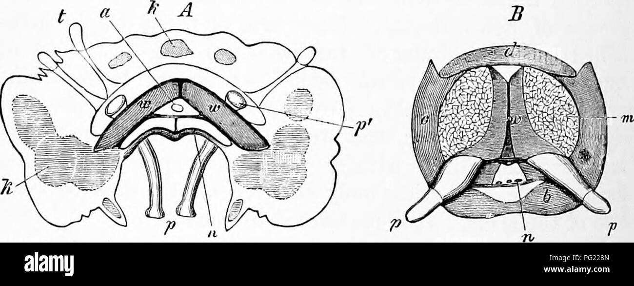 An illustration from a zoology textbook, showing the nervous system and ...