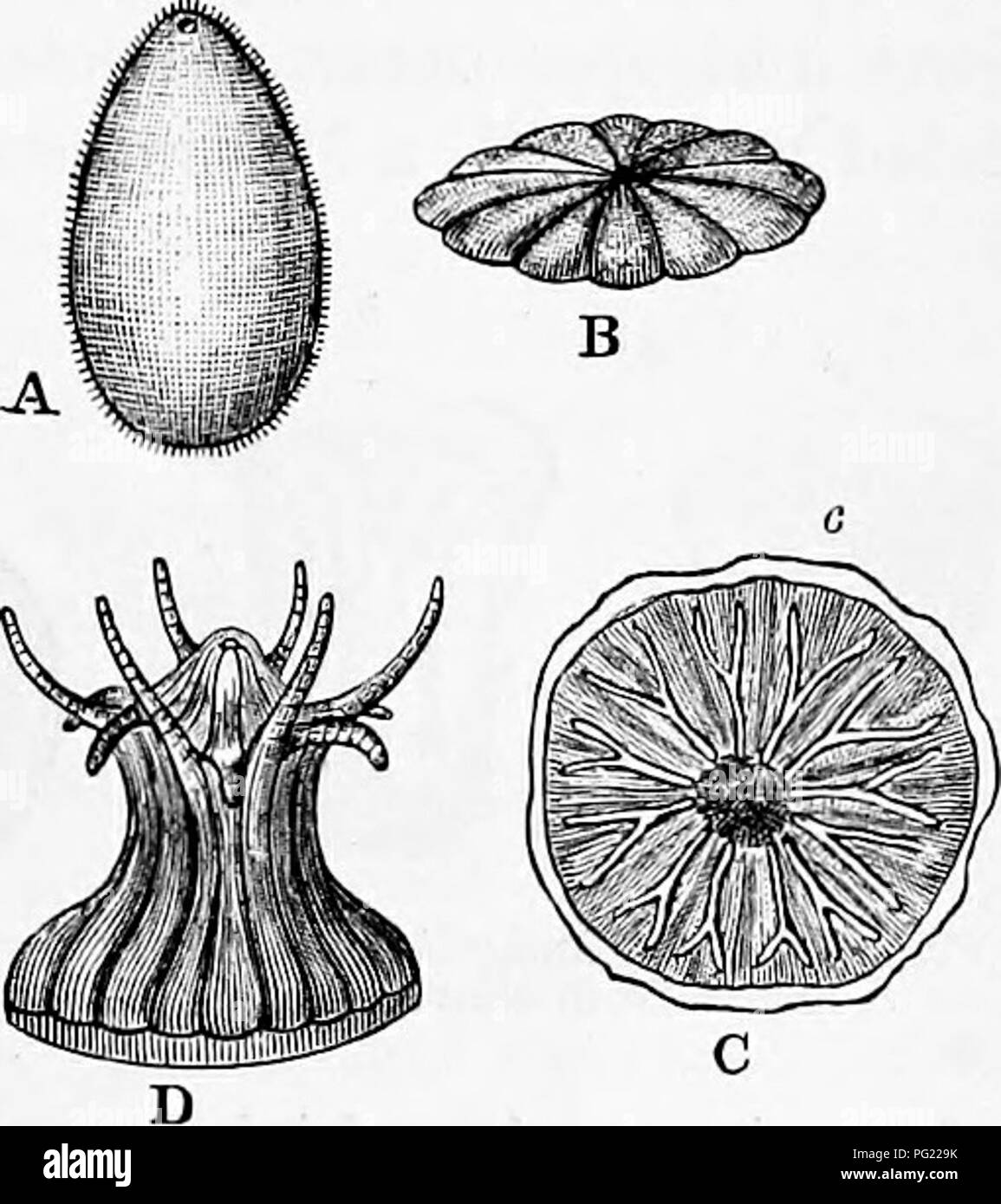. Zoology : for students and general readers . Zoology. DEVELOPMENT OF ...