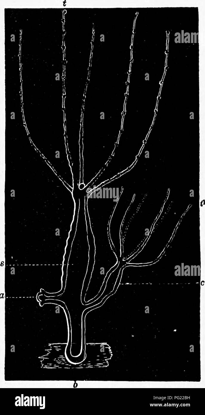 Hydra budding Black and White Stock Photos & Images - Alamy