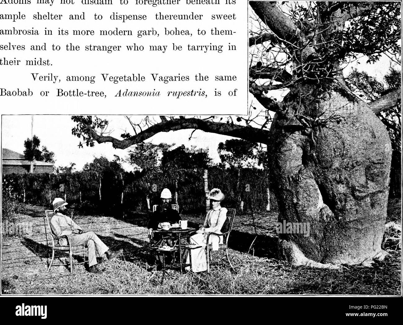 A depiction of the Boab (Baobab) tree from Chapter X of *The Naturalist ...