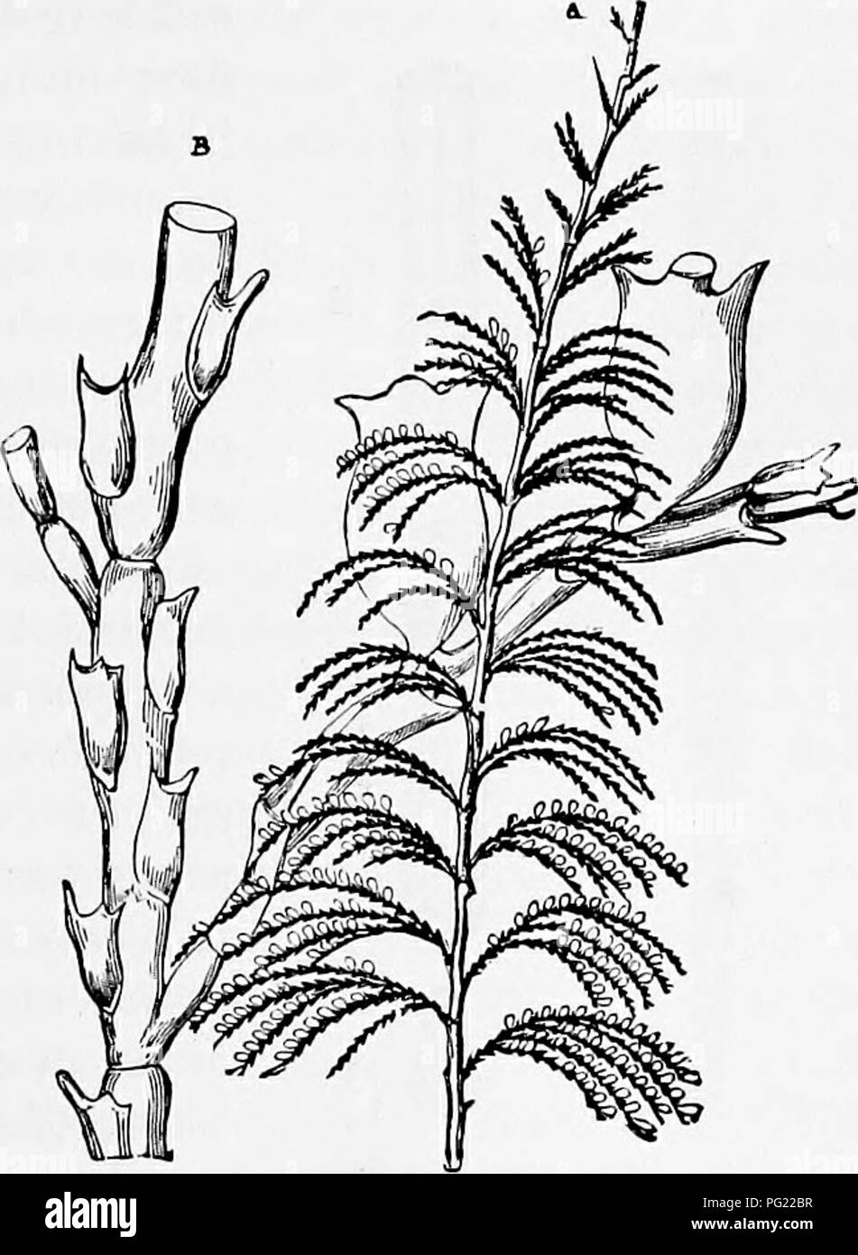 This zoological text provides a detailed examination of the nervous ...