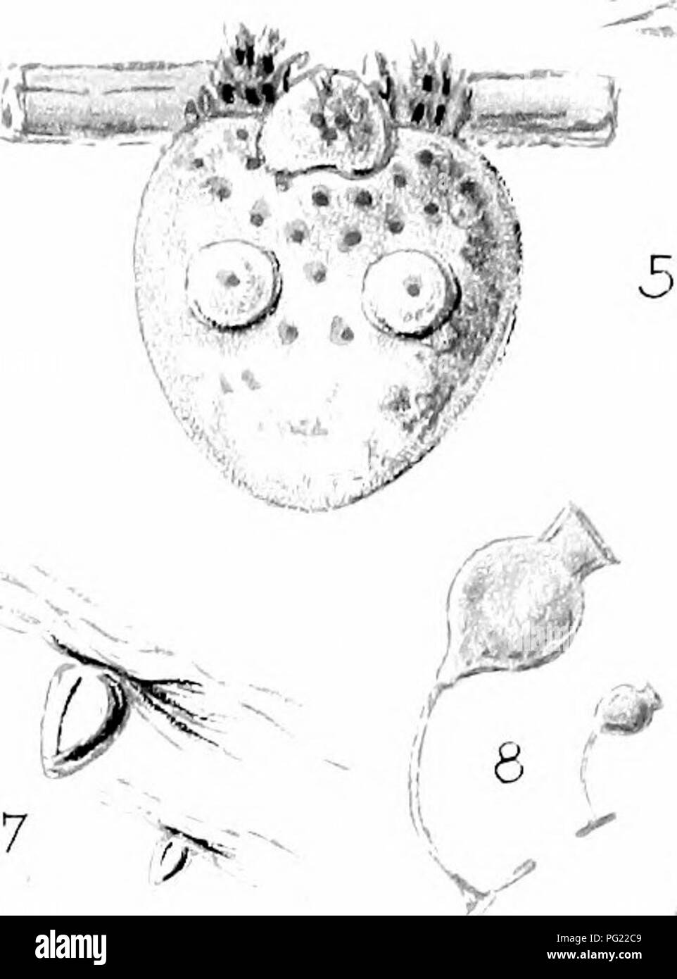 A natural history book by William Saville Kent, exploring the diverse ...