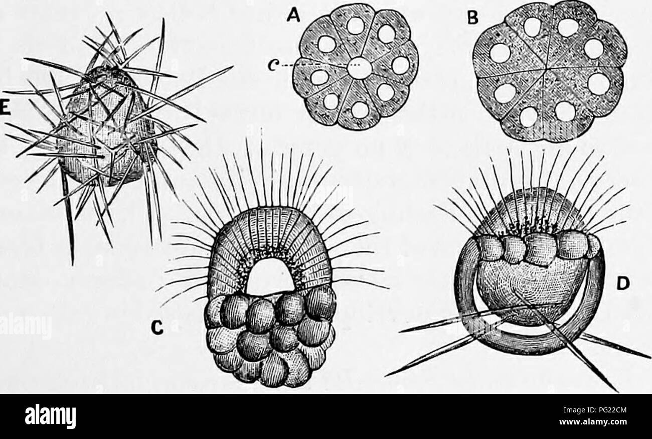 Cross Section Of Sycon