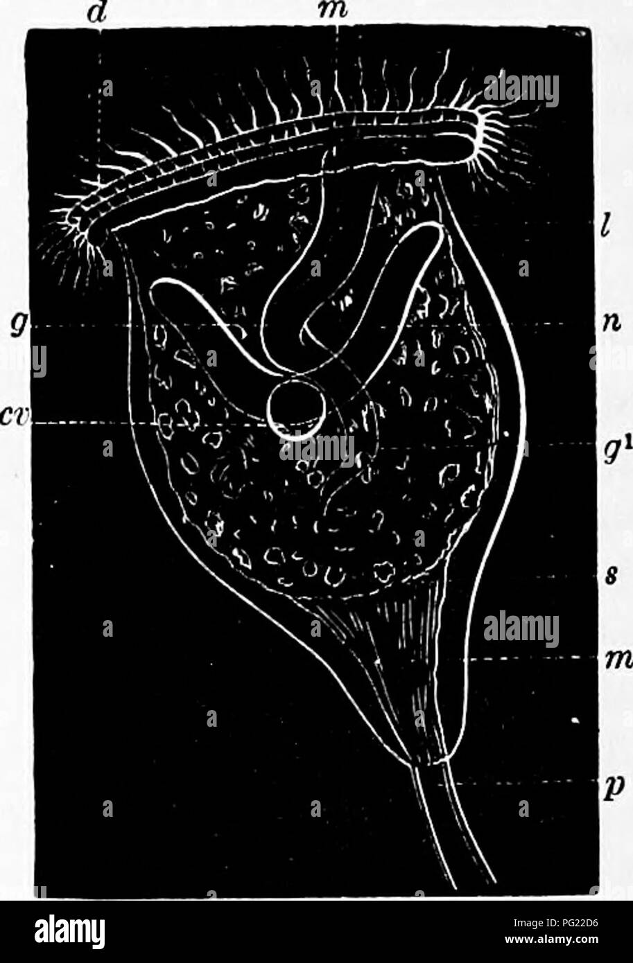 Comprehensive study of animal anatomy Black and White Stock Photos ...