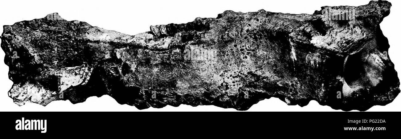 Illustration of *Ostrea mordax*, an oyster species found in Queensland ...